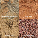 Best Soil Mix For Your Palm Trees – Indoor and Outdoor