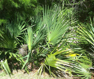 How To Grow and Care For Dwarf Palmetto Palm Tree
