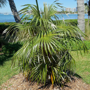 What Palm Trees Are Native To United States (with Pictures)
