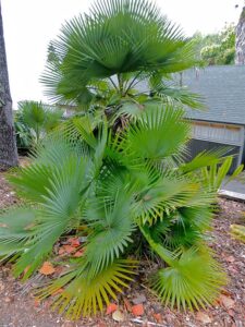 How to Grow the Sombrero Palm Tree (Brahea dulcis)