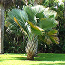 bailey-copernicia-palm-copernicia-baileyana-130×130-1 | Florida Palm Trees
