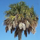 cabbage-palm-tree-sabal-palmetto-130×130-1 | Florida Palm Trees