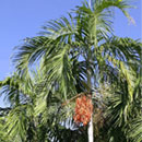 carpentaria-palm-tree-carpentaria-acuminata-130×130-1 | Florida Palm Trees