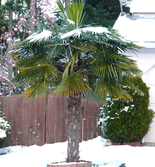 palm-tree-in-snow-650×550-1 | Florida Palm Trees