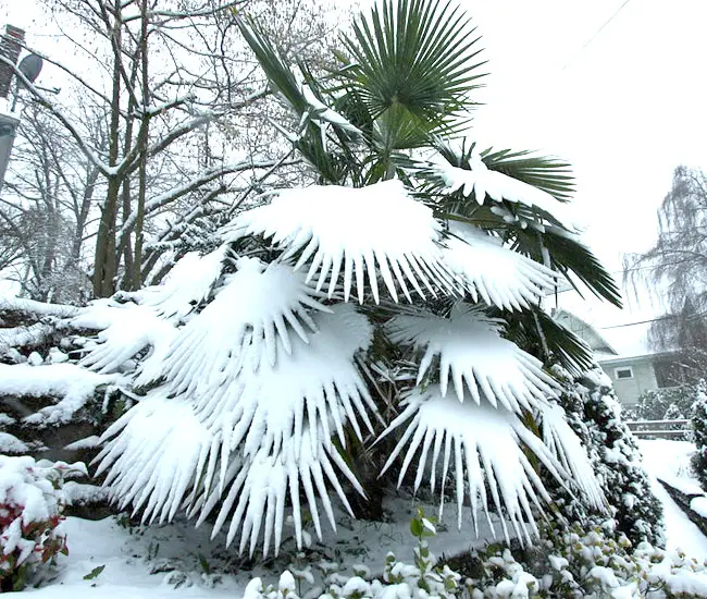 palm-tree-under-snow-650x550b | Florida Palm Trees