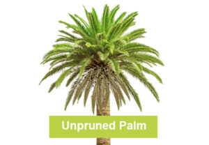 palm-tree-unpruned-650×450-1-300×208 | Florida Palm Trees