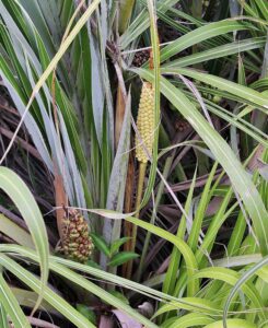 seashore-palm-tree-allagoptera-arenaria-5-245×300 | Florida Palm Trees